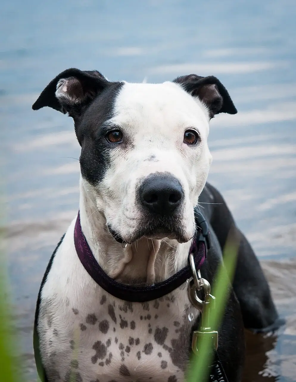 Merine, amstaff sbrana bulldog: proprietaria incinta ha un malore