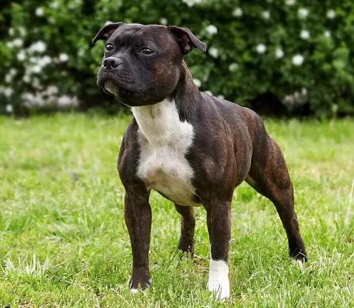 Amstaff uccide un bulldog e la su apadrona incinta perde il bambino